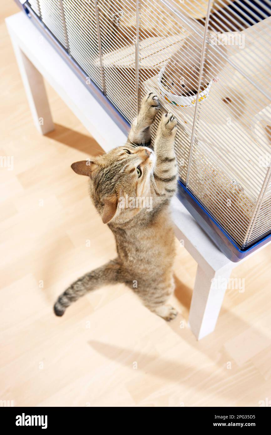 A tabby adult house cat is interested in a golden hamster in a cage ...