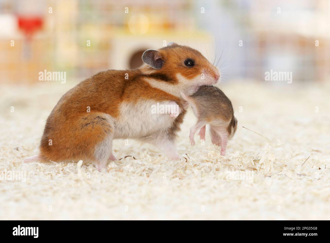 Pet Golden hamster. A mother picks up her baby to bring it back to the ...