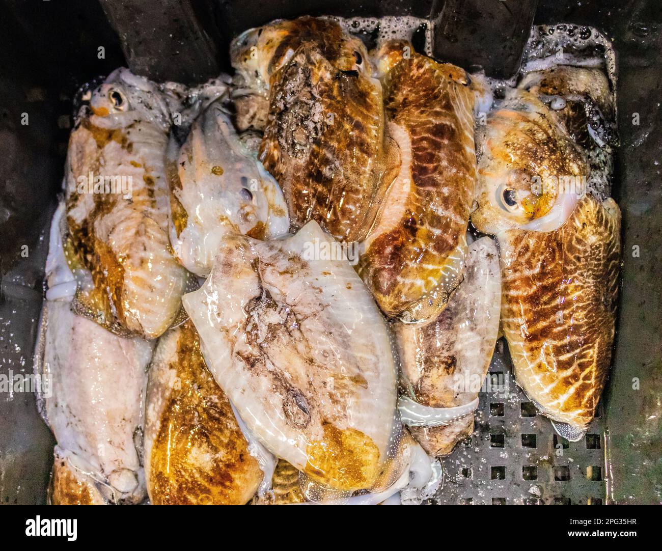 Fresh Fish from the Market. Fresh Catch of the Day Stock Photo - Alamy