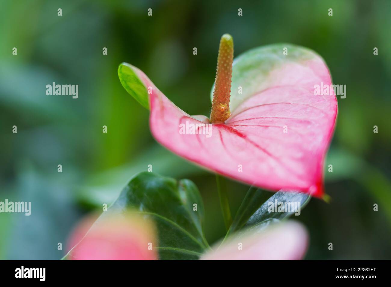 Araceae family hi-res stock photography and images - Alamy