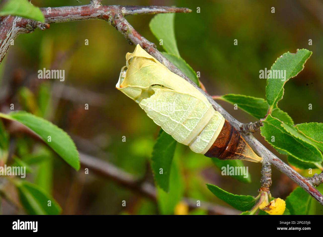 Scarce Swallowtail, Kite Swallowtail (Iphiclides podalirius). Empty ...
