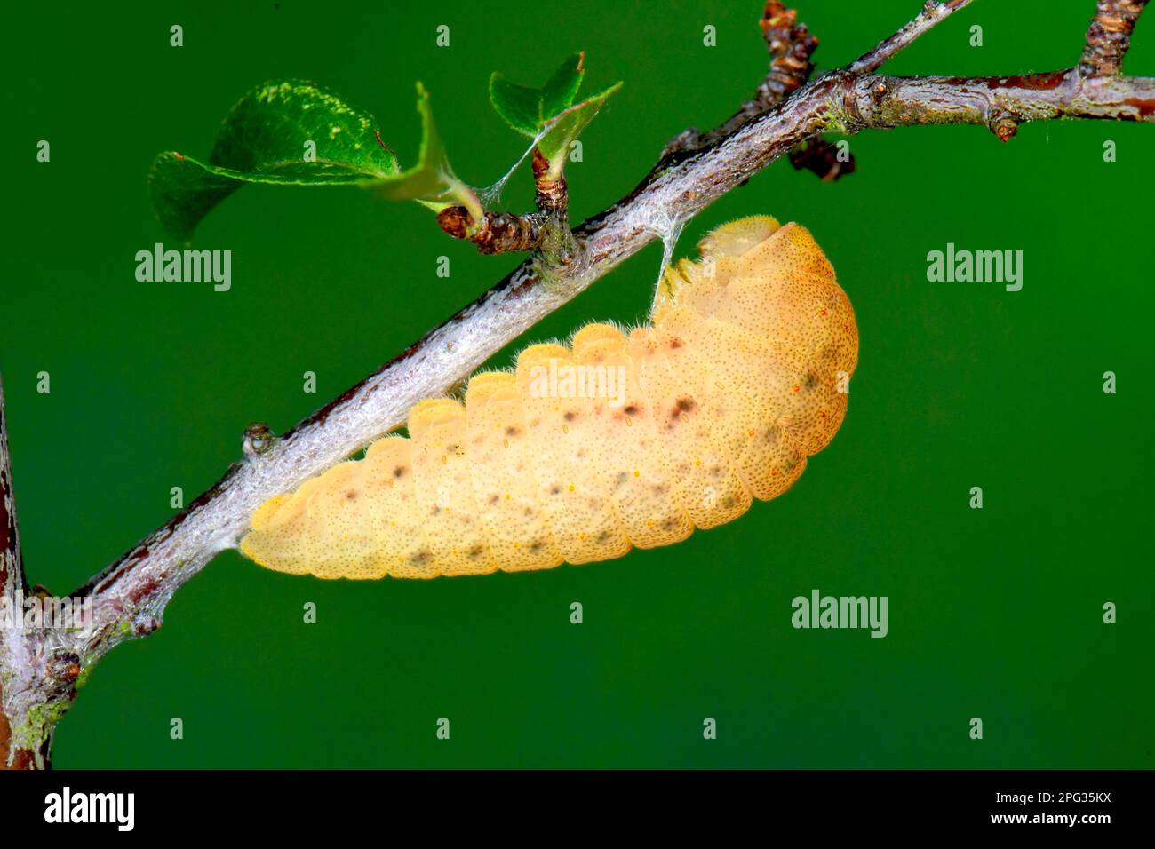 Kite caterpillar hi-res stock photography and images - Alamy