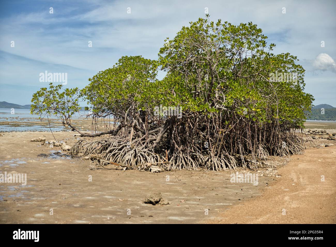 Philippines palawan mangroves forest hi-res stock photography and ...