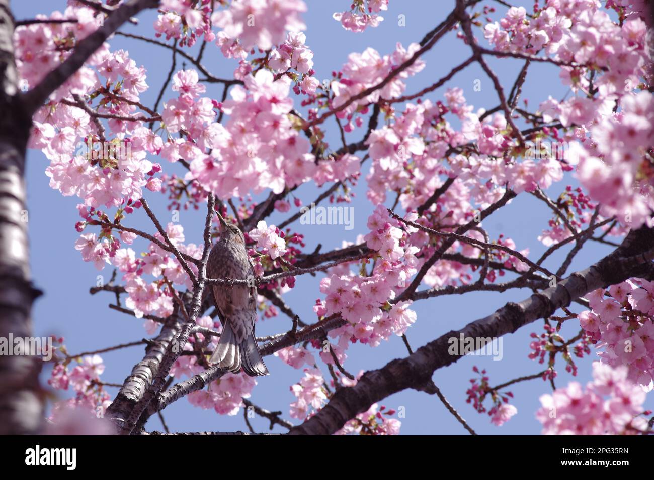 Japón blossom hi-res stock photography and images - Alamy