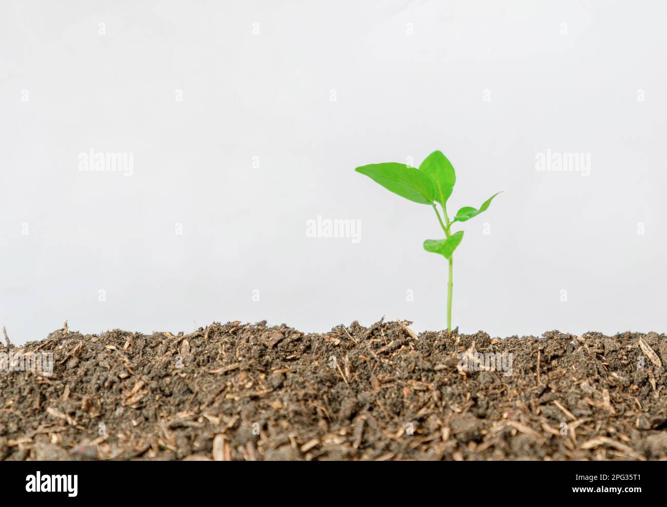 Plan growth in earth, concept of eco or business on isolate white ...