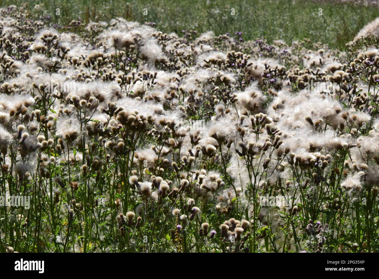 Creeping Thistle (Cirsium arvense). Dense stand of fruiting thistles on ...