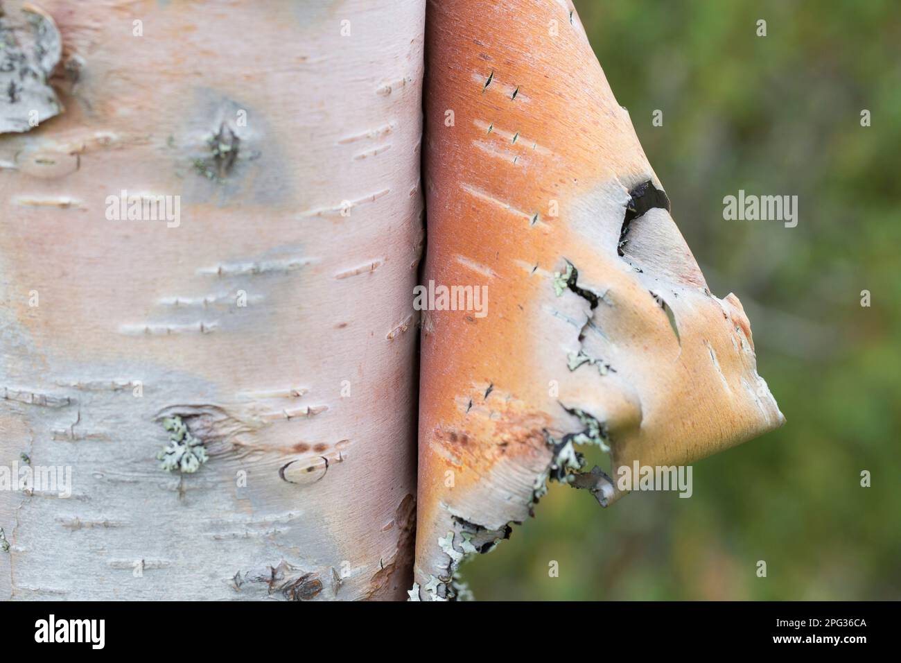 European White Birch, Silver Birch (Betula pendula). Close up of ...