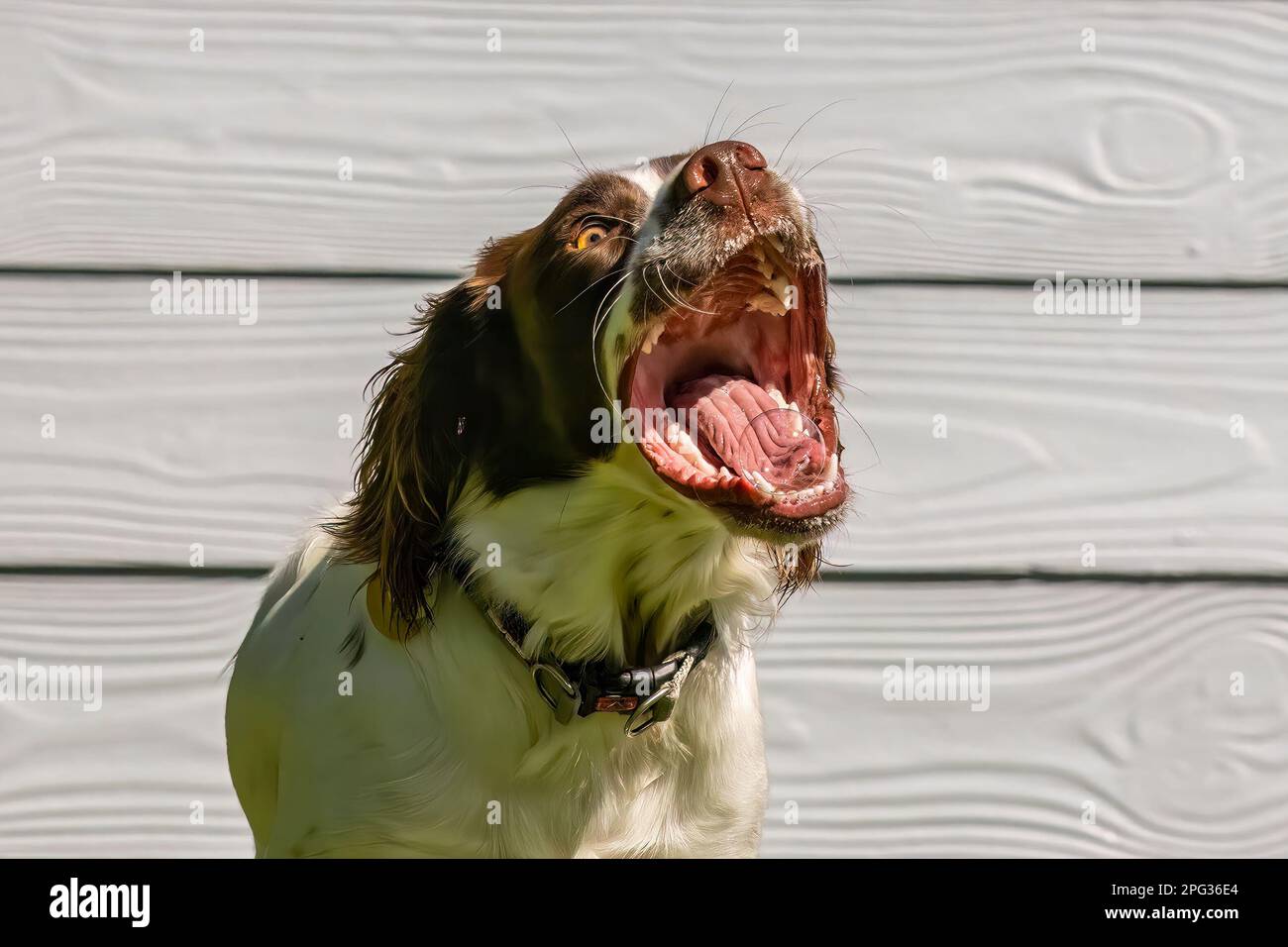 pet springer spaniel swimming with stick and jumping to catch bubbles ...