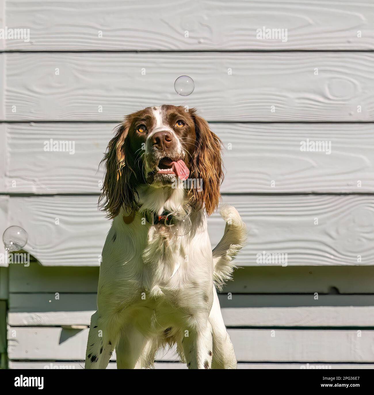 pet springer spaniel swimming with stick and jumping to catch bubbles and shaking water off ...