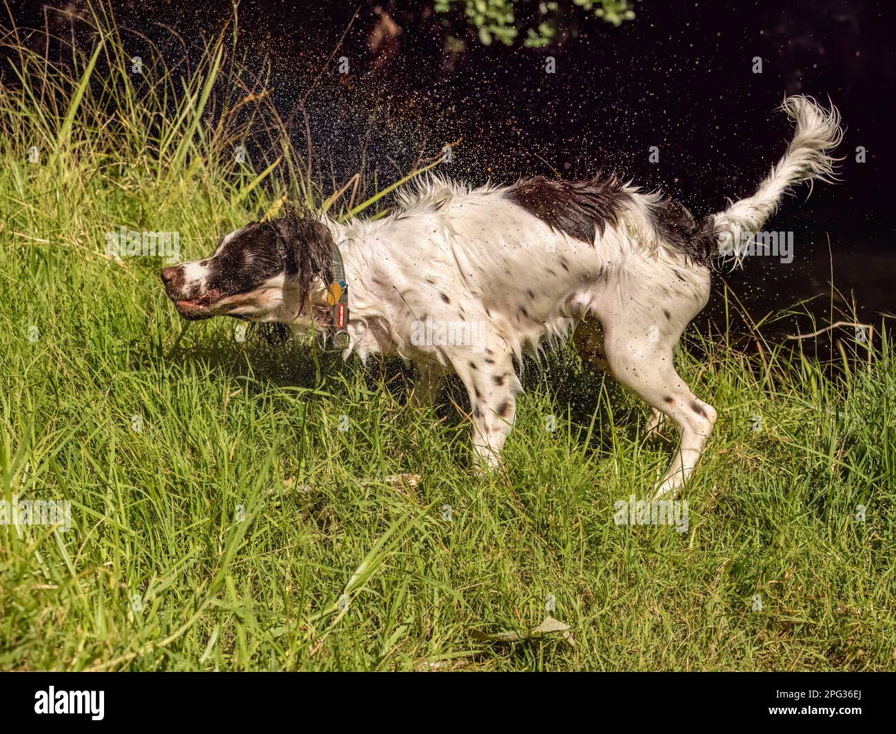 pet springer spaniel swimming with stick and jumping to catch bubbles ...
