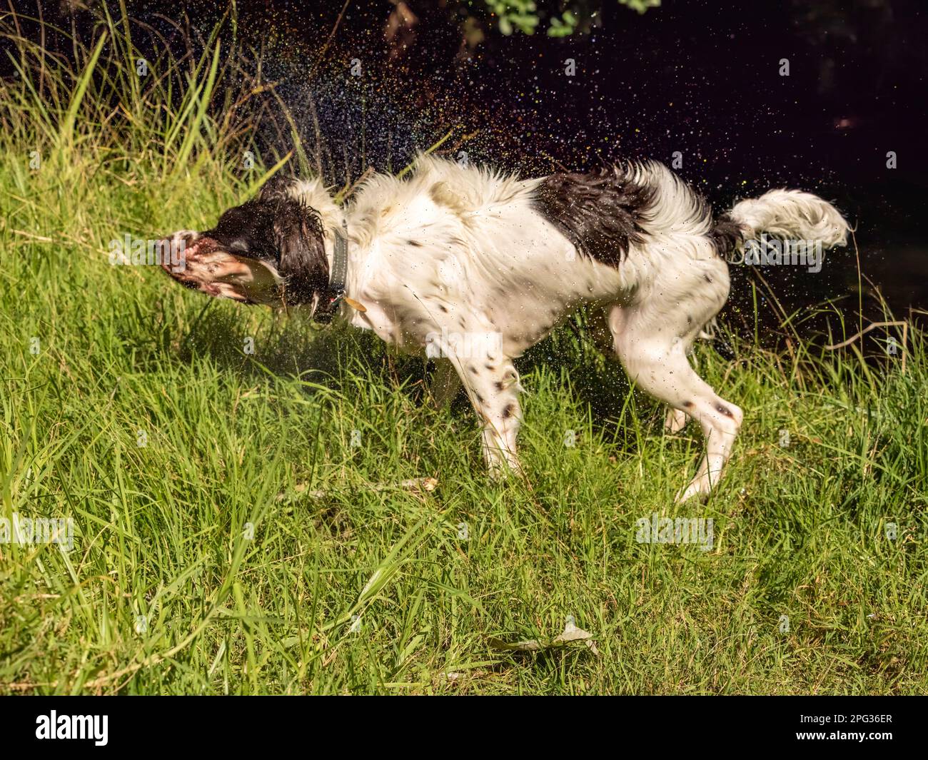 pet springer spaniel swimming with stick and jumping to catch bubbles ...