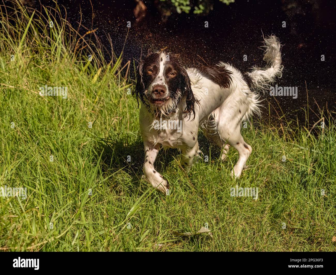 pet springer spaniel swimming with stick and jumping to catch bubbles ...