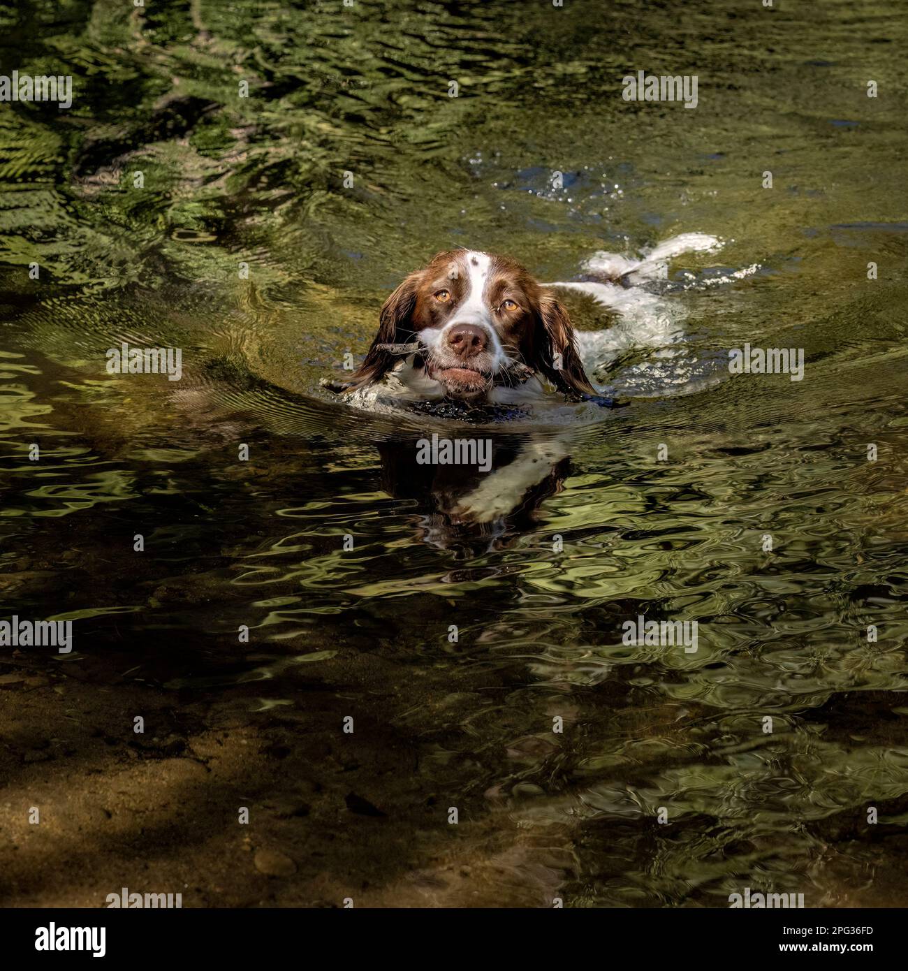 pet springer spaniel swimming with stick and jumping to catch bubbles ...