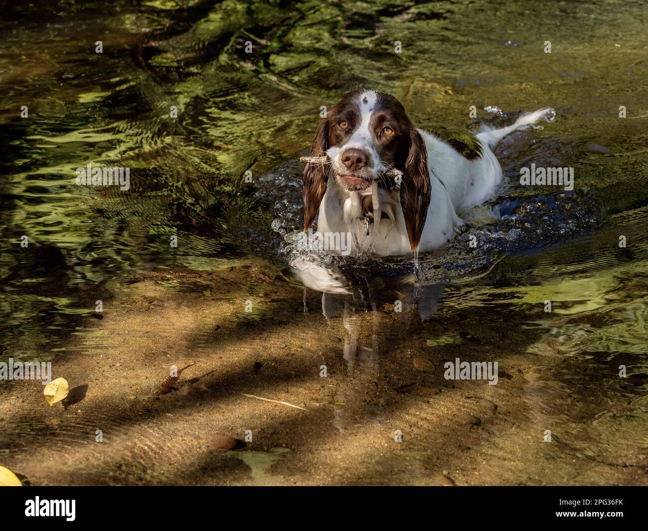 pet springer spaniel swimming with stick and jumping to catch bubbles ...