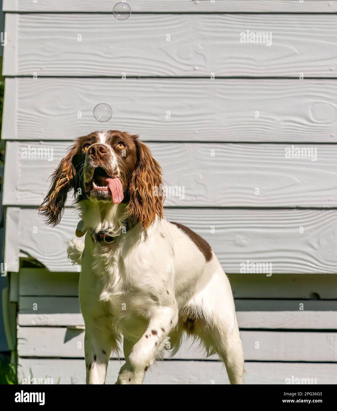 pet springer spaniel swimming with stick and jumping to catch bubbles and shaking water off ...