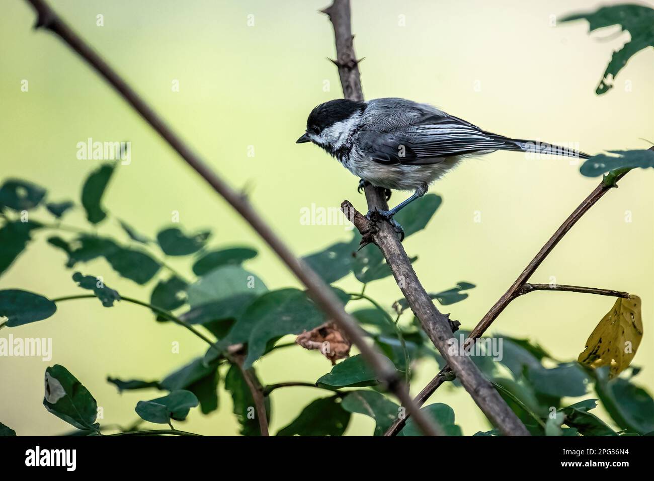 Songbird summer hi-res stock photography and images - Alamy