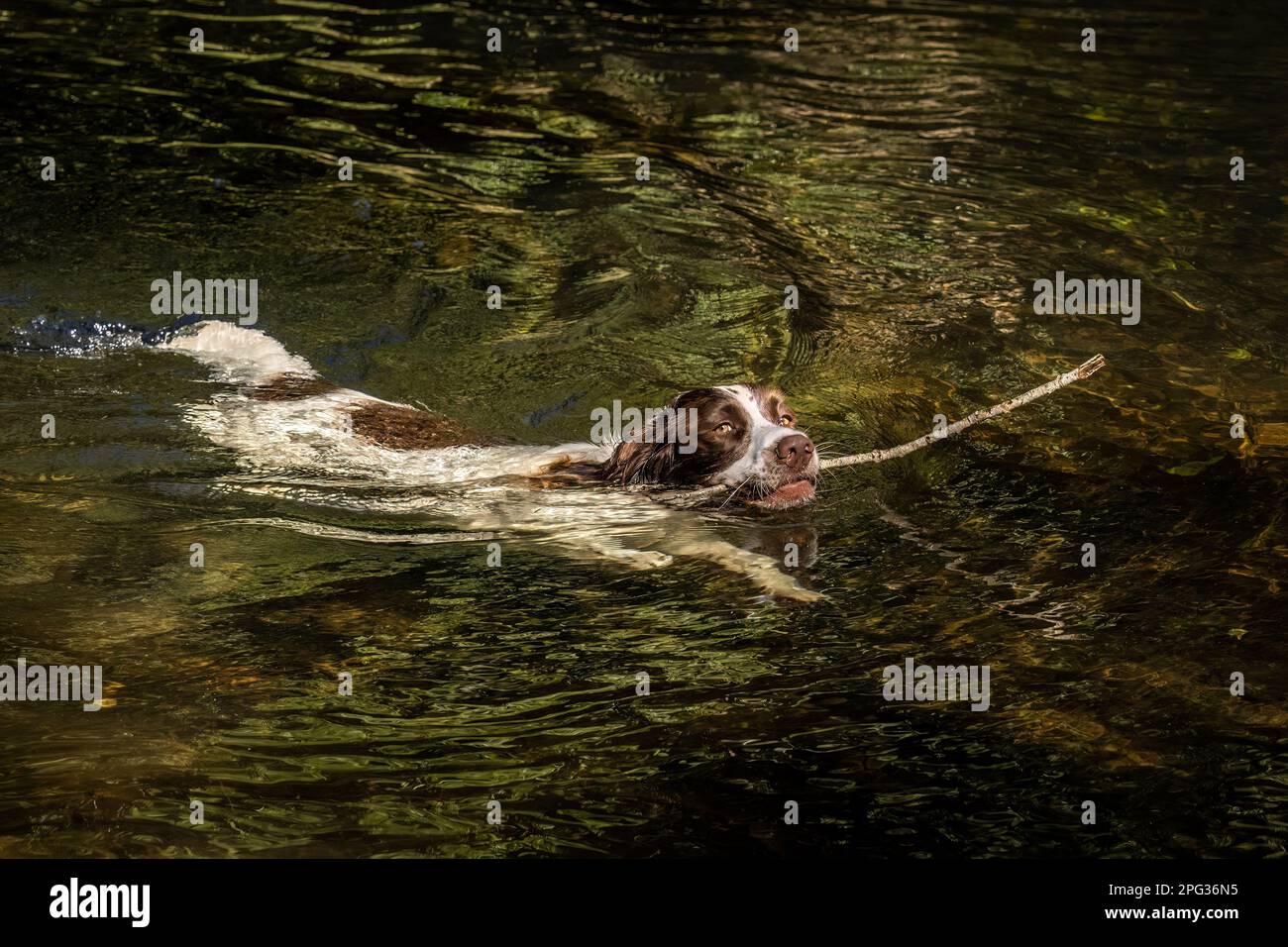 pet springer spaniel swimming with stick and jumping to catch bubbles ...