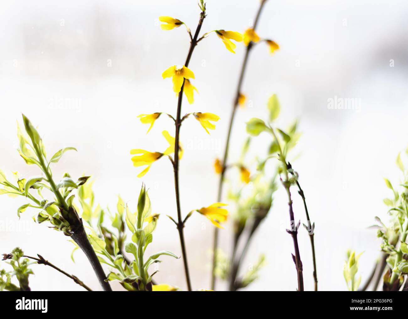 Blooming branch of forsythia in a vase in front of the window. Sunny ...