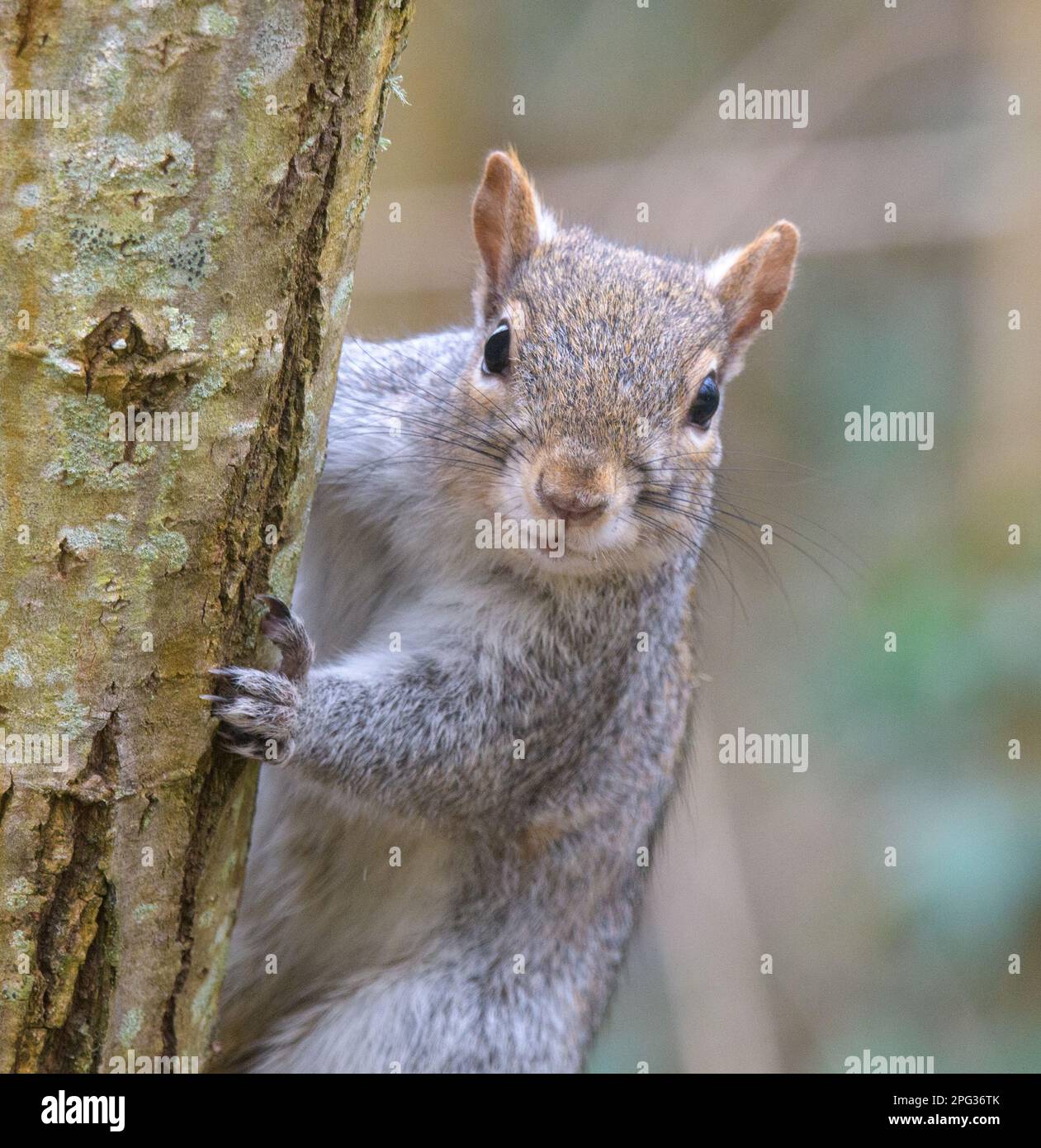 Grey squirrel climbing up tree hi-res stock photography and images - Alamy