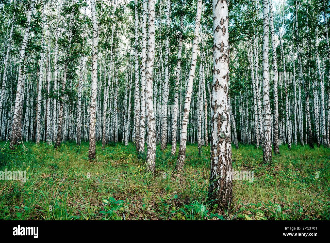 White birch trunks hi-res stock photography and images - Alamy