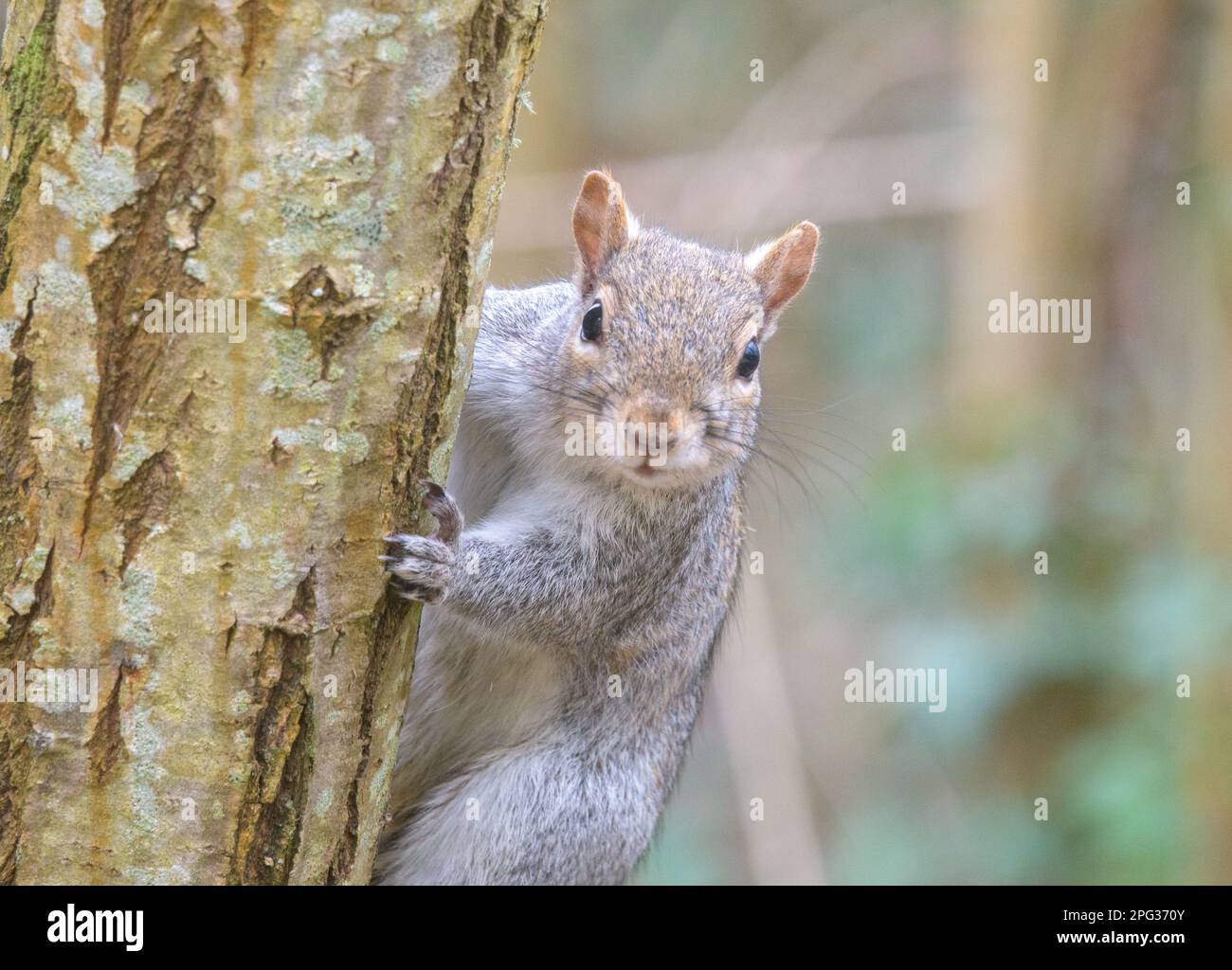 Grey squirrel climbing up tree hi-res stock photography and images - Alamy