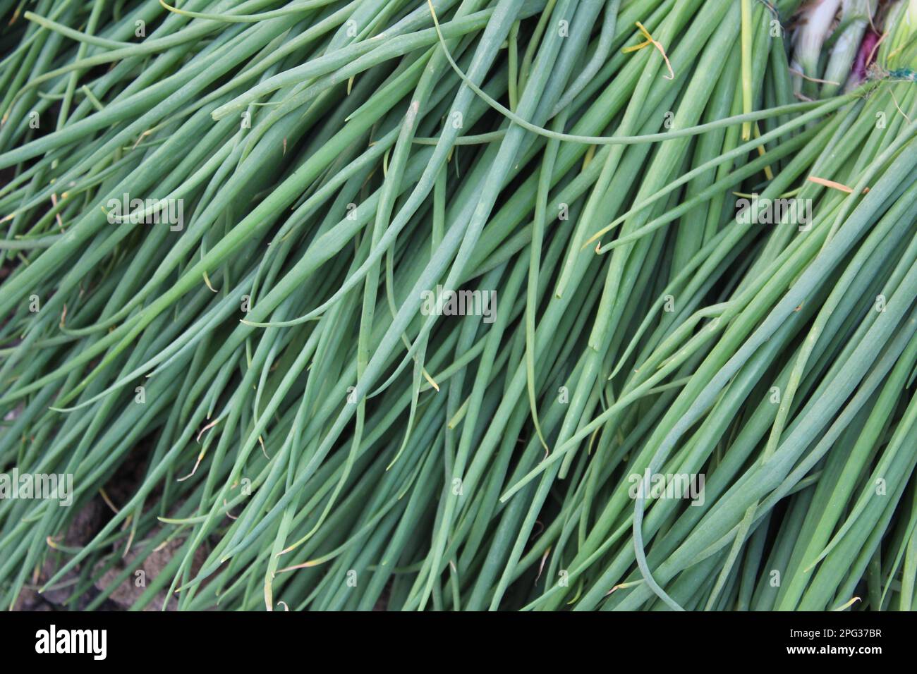 The freshly harvested green onions ready for culinary use Stock Photo ...