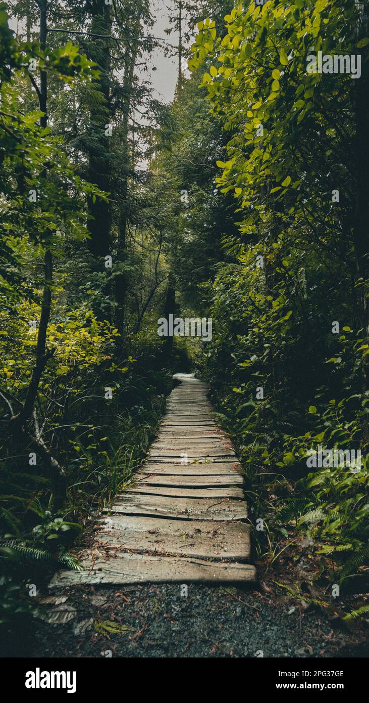 Pathway in the forest Stock Photo - Alamy