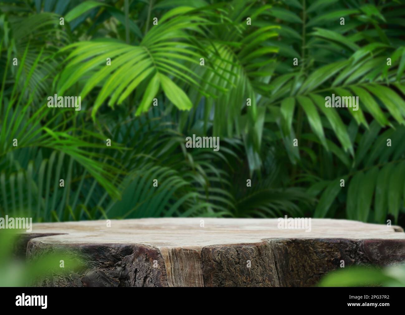 Wood tabletop counter podium floor in outdoors tropical garden forest ...