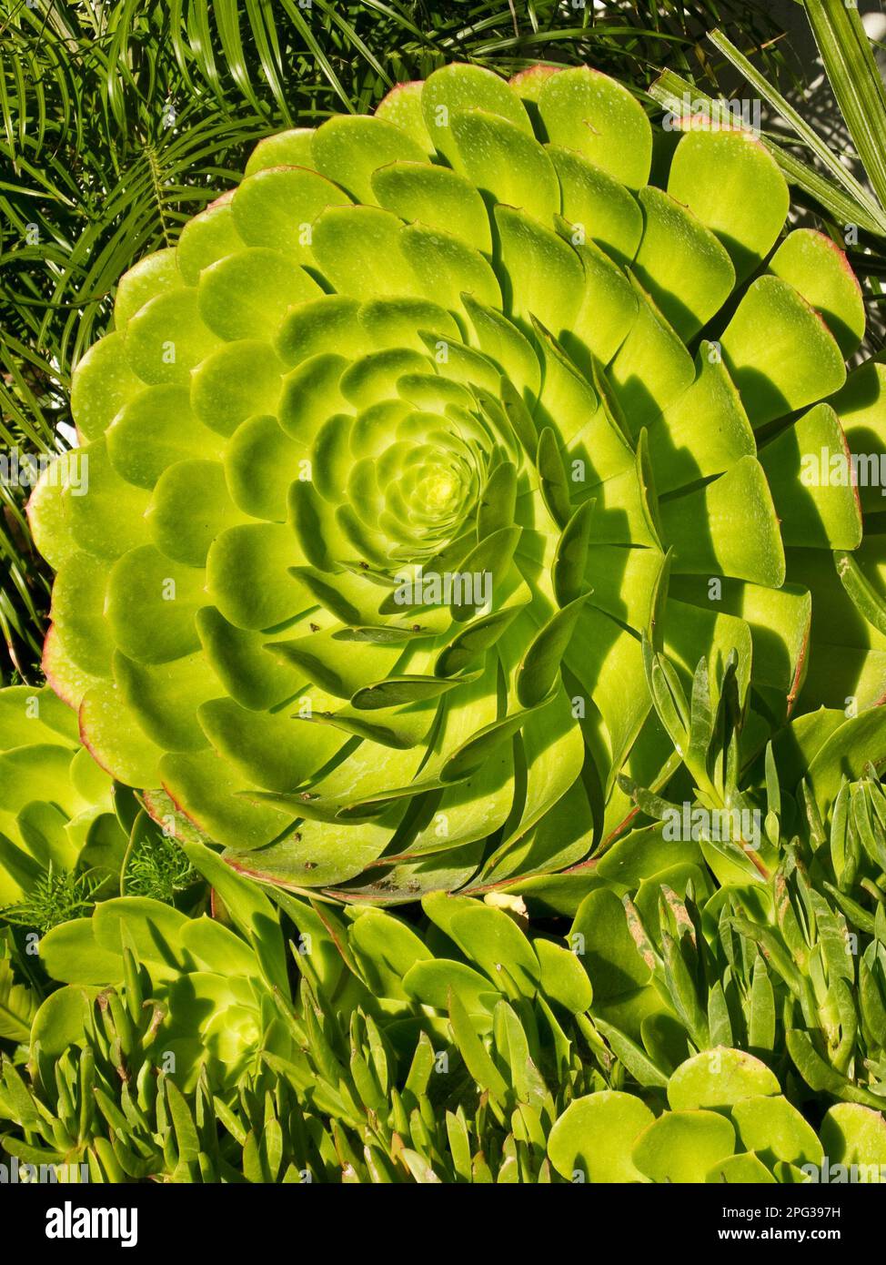 Succulant plant, Windansea Beach, La Jolla Stock Photo - Alamy