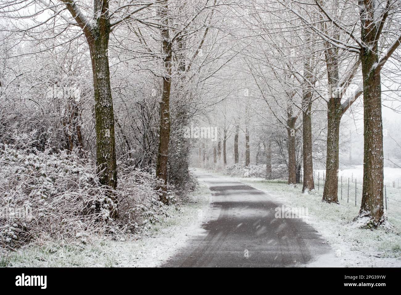 Nice winterwalk through an alley of poplar trees, pottonwood trees ...