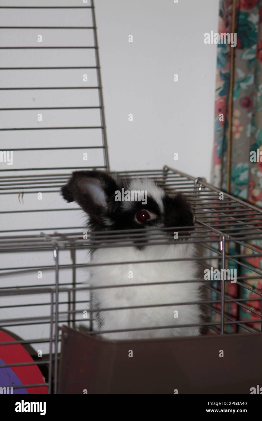 Black lionhead rabbit hi-res stock photography and images - Alamy