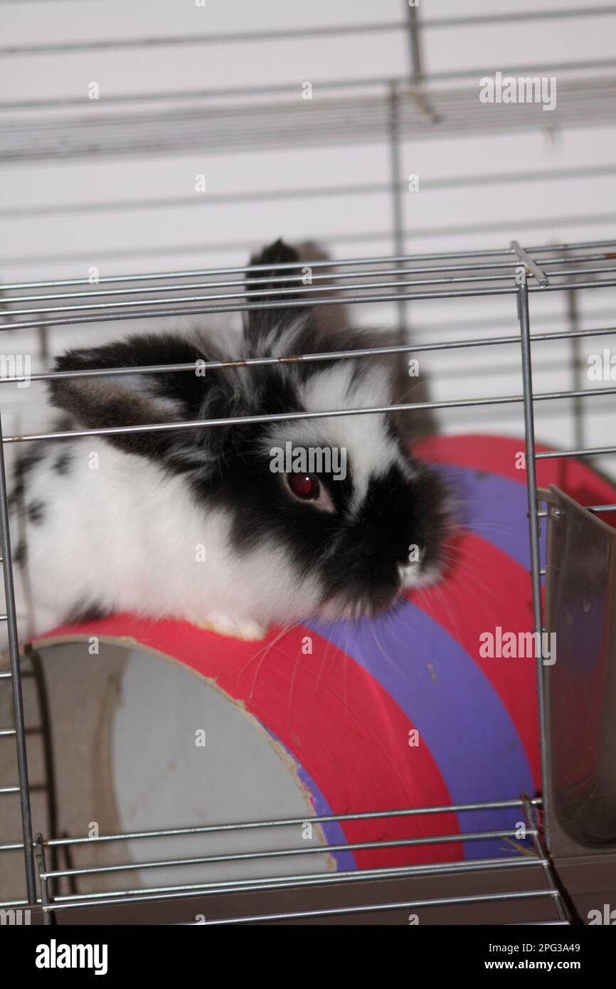 Lionhead Rabbit laid in Wire Cage Indoors Hook Norton Oxfordshire ...