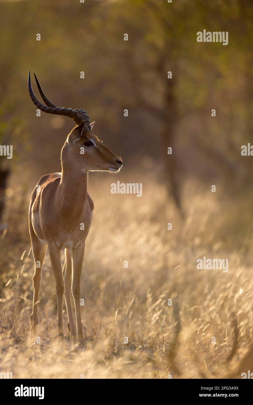 Impala (Aepyceros melampus) ram in warm lighting Stock Photo - Alamy