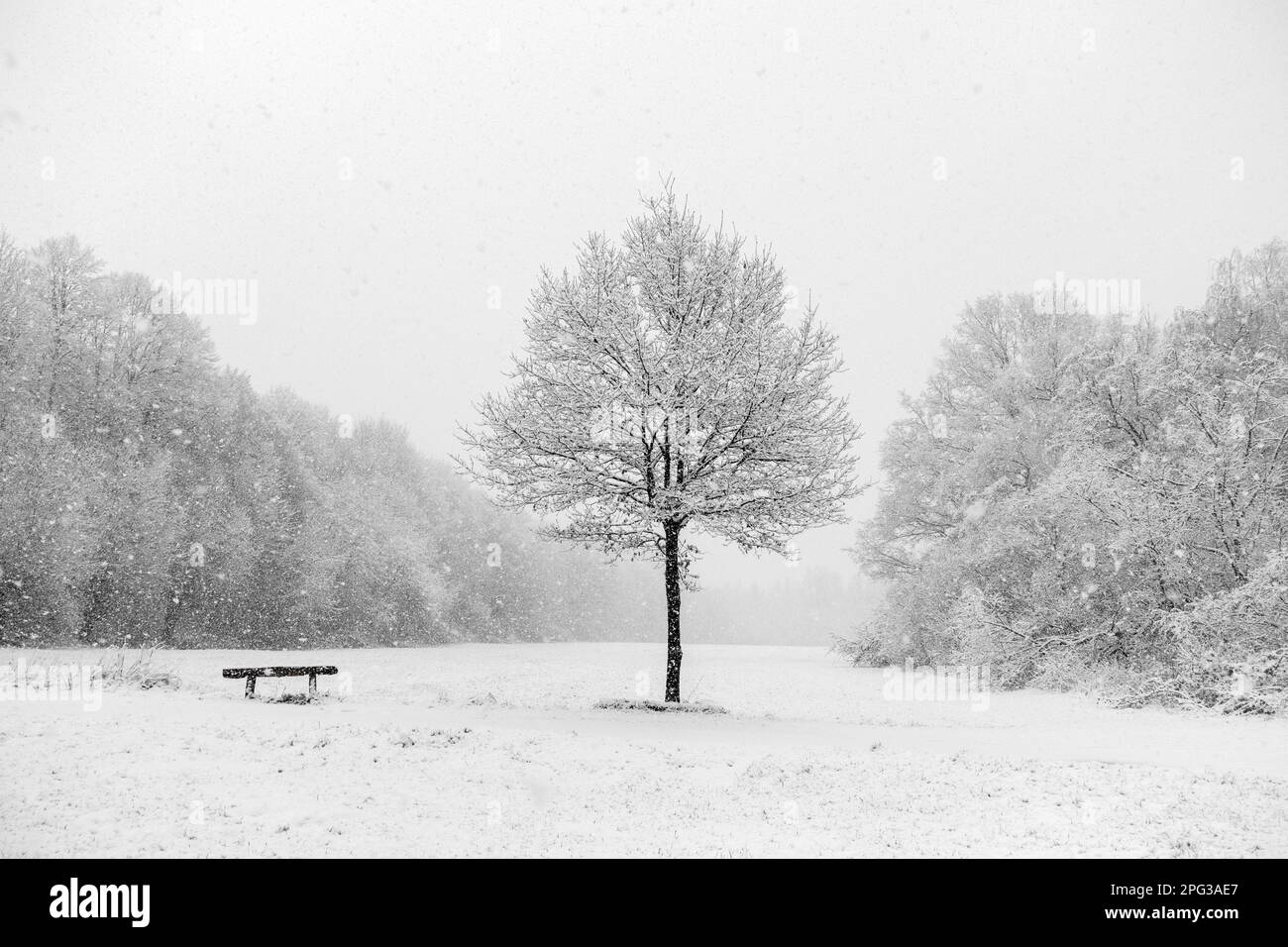 Nice winterwalk through a little German nature reserve, Lower Rhine ...