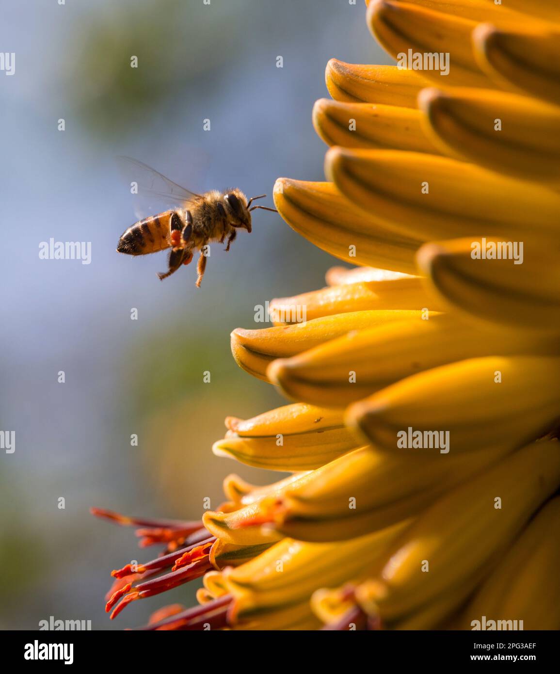 African honey bee (Apis mellifera) on an aloe flower inflorescence ...
