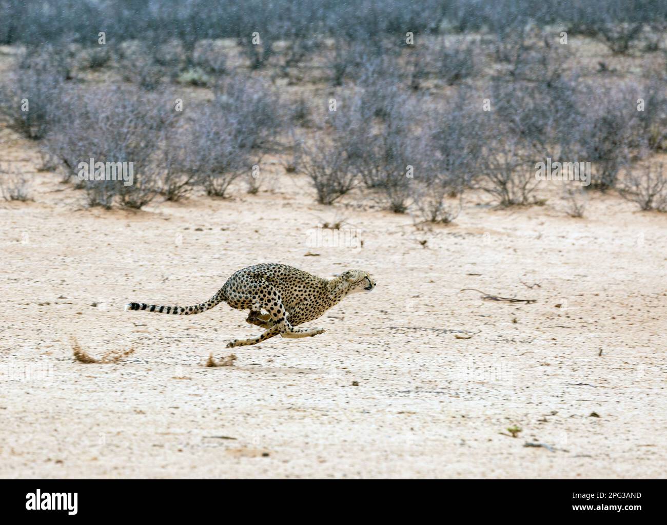Adult female Southeast African cheetah (Acinonyx jubatus jubatus ...