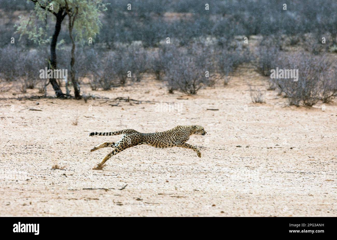 Adult female Southeast African cheetah (Acinonyx jubatus jubatus ...