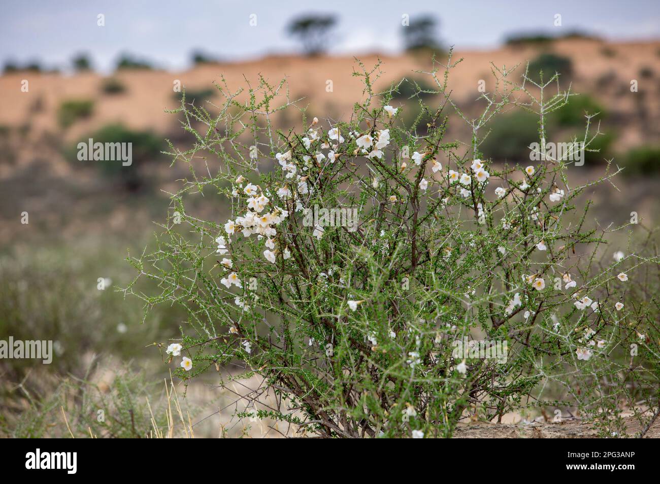 Flowering driedoring (Rhigozum trichotomum) bush in the Kalahari Stock ...