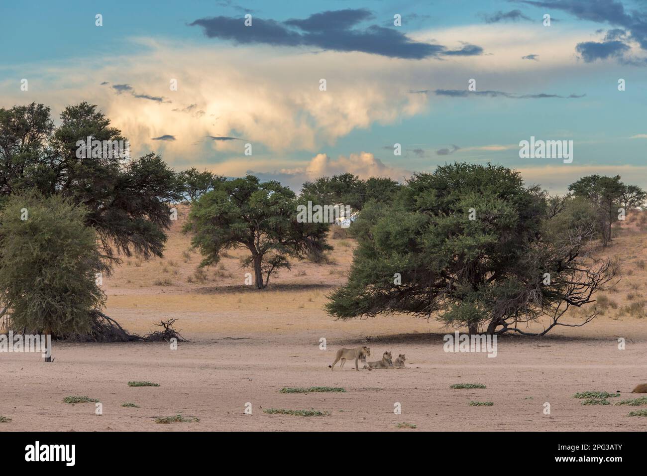 Scenic view of three lions (Panthera leo) in the Auob river bed amongst ...