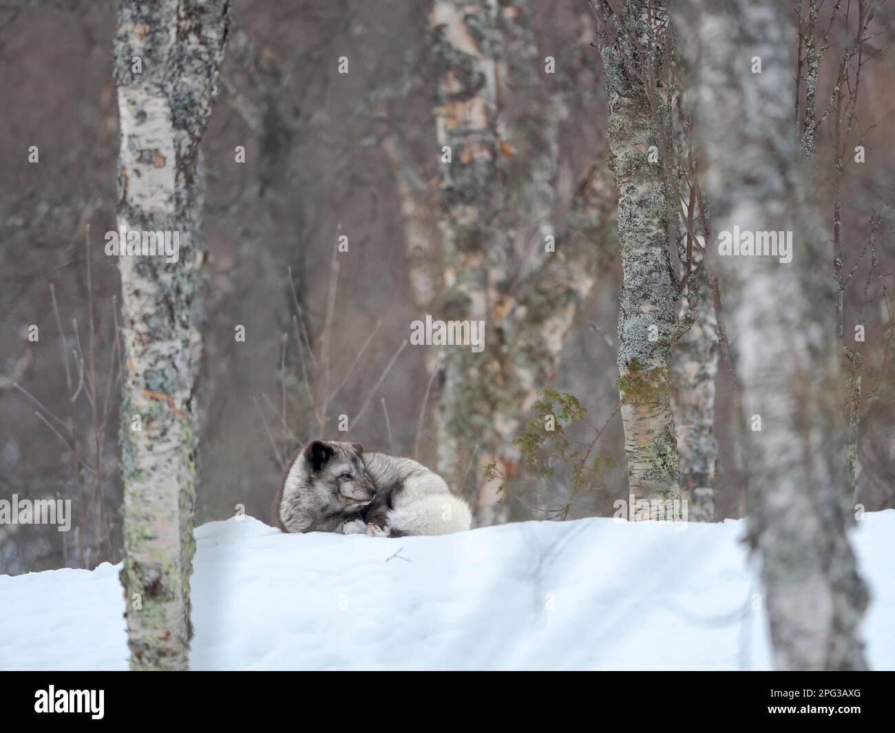 Arctic Fox (white fox, polar fox, snow fox, Vulpes lagopus), blue morph ...