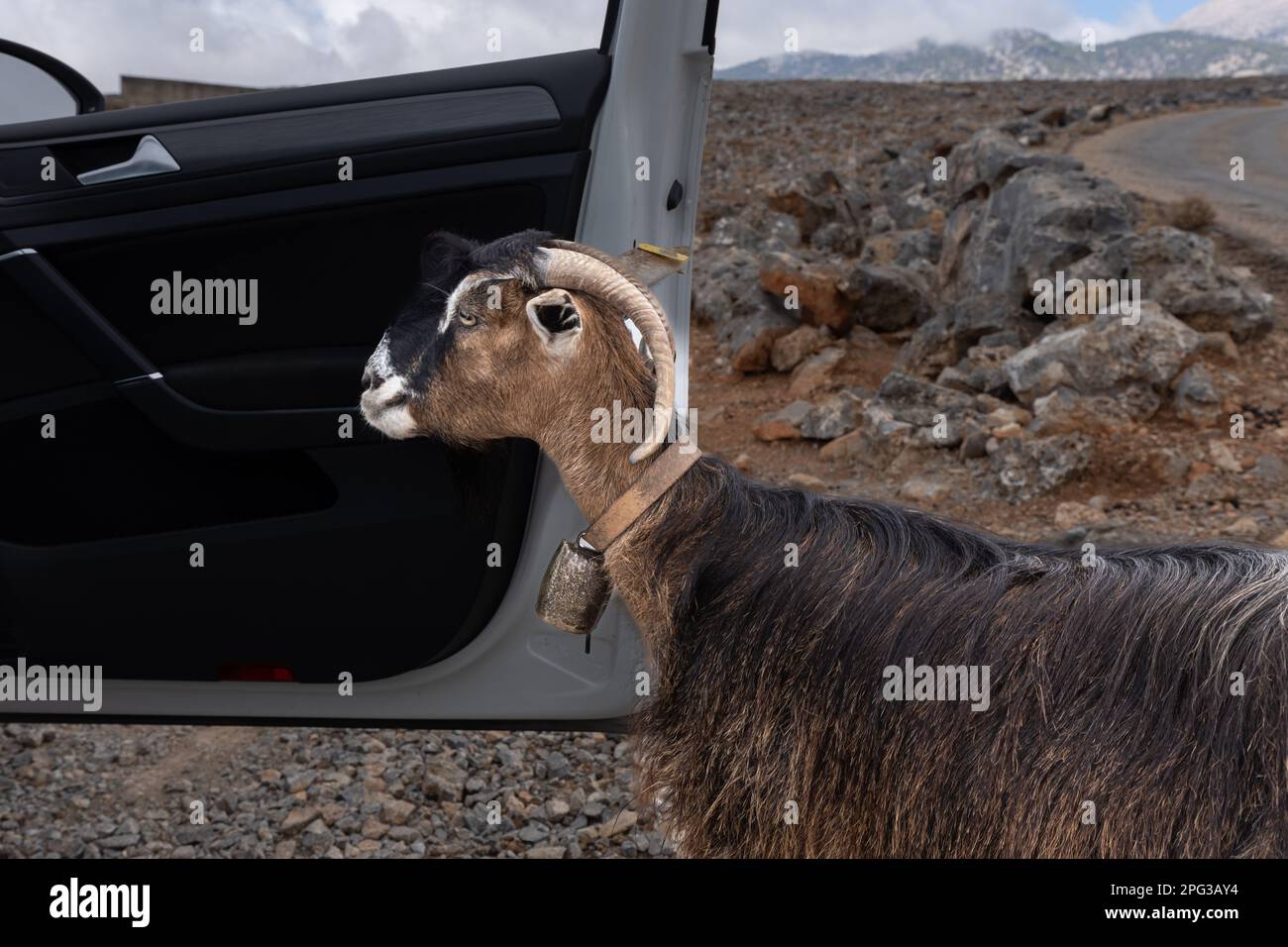 Stop goat wool hi-res stock photography and images - Alamy