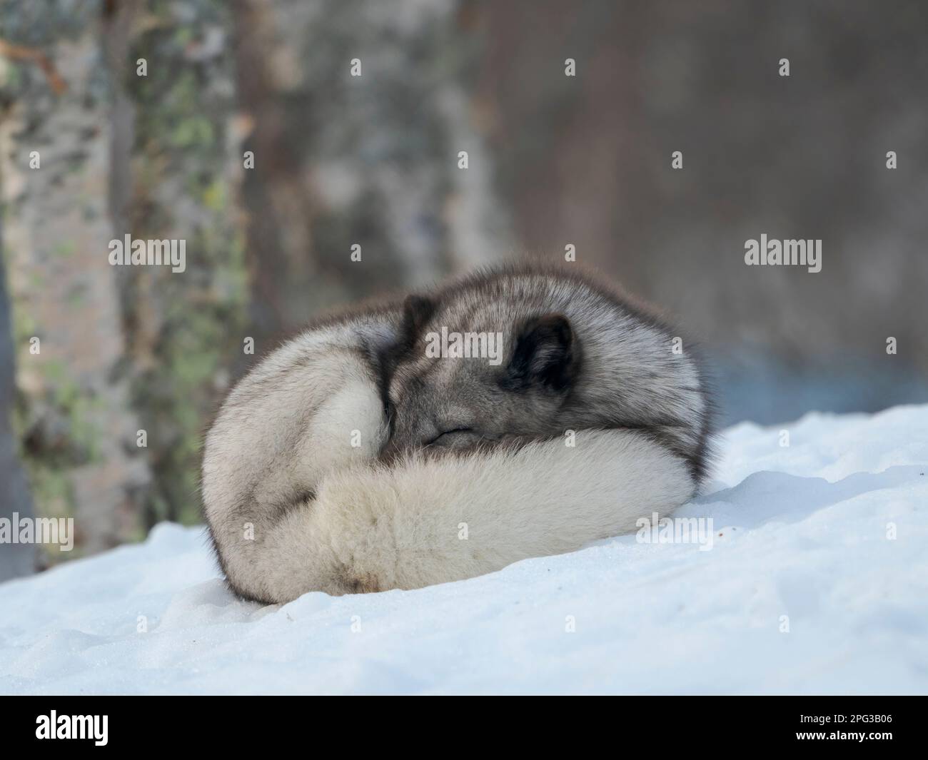 Arctic Fox (white fox, polar fox, snow fox, Vulpes lagopus), blue morph ...