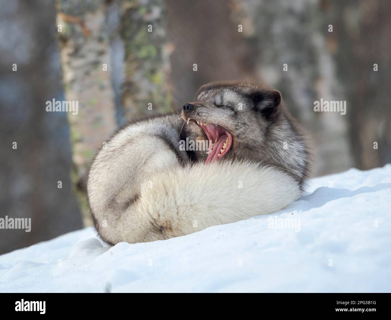 Yawning arctic fox hi-res stock photography and images - Alamy