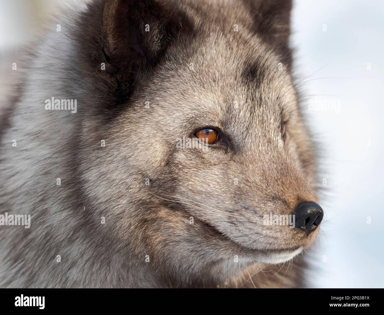 Arctic Fox (white fox, polar fox, snow fox, Vulpes lagopus), blue morph ...