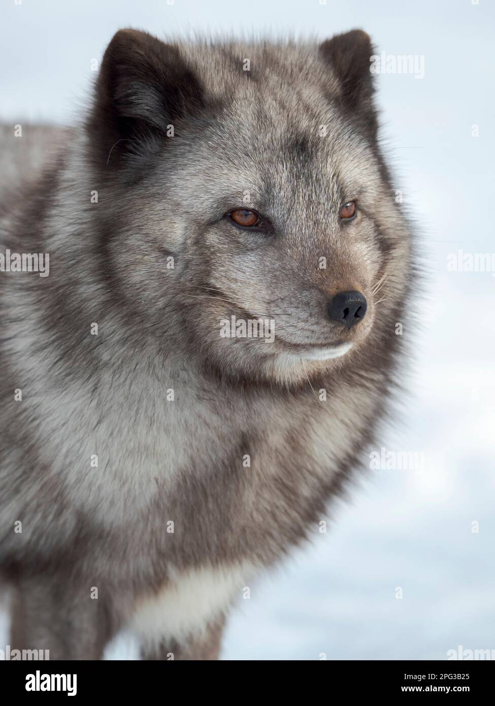 Arctic Fox (white fox, polar fox, snow fox, Vulpes lagopus), blue morph ...