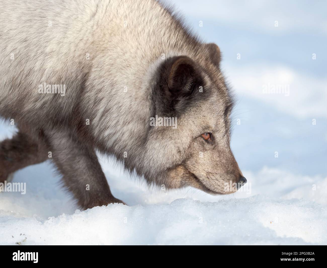 Arctic Fox (white fox, polar fox, snow fox, Vulpes lagopus), blue morph ...