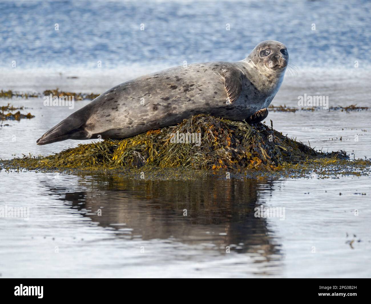 Harbor Seal (Harbour Seal, Common Seal, Phoca vitulina) near Djupavik ...