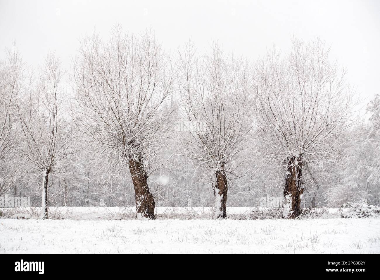 Nice winterwalk along old pollard willow trees through a little German ...