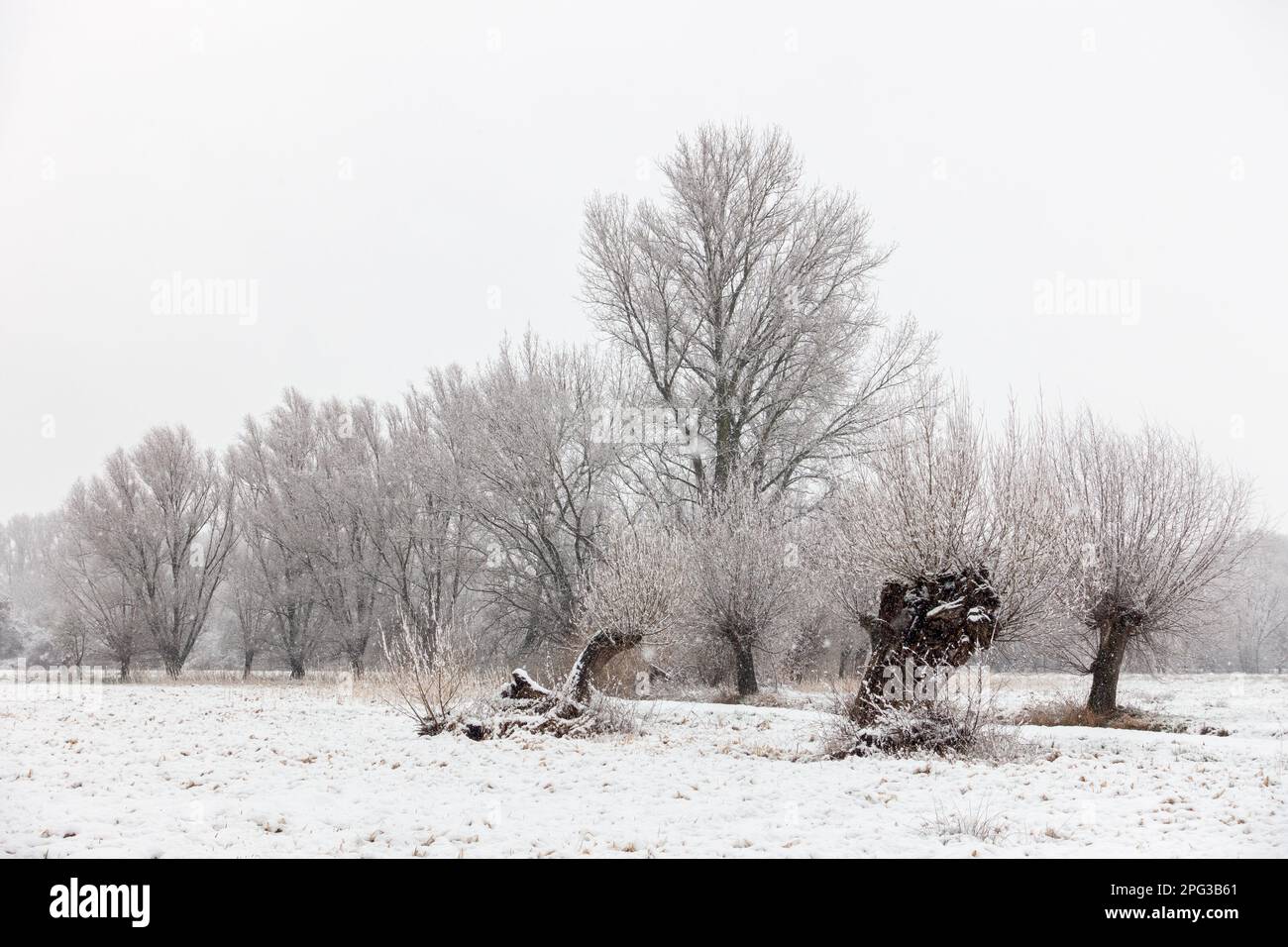 Nice winterwalk along old pollard willow trees through a little German ...