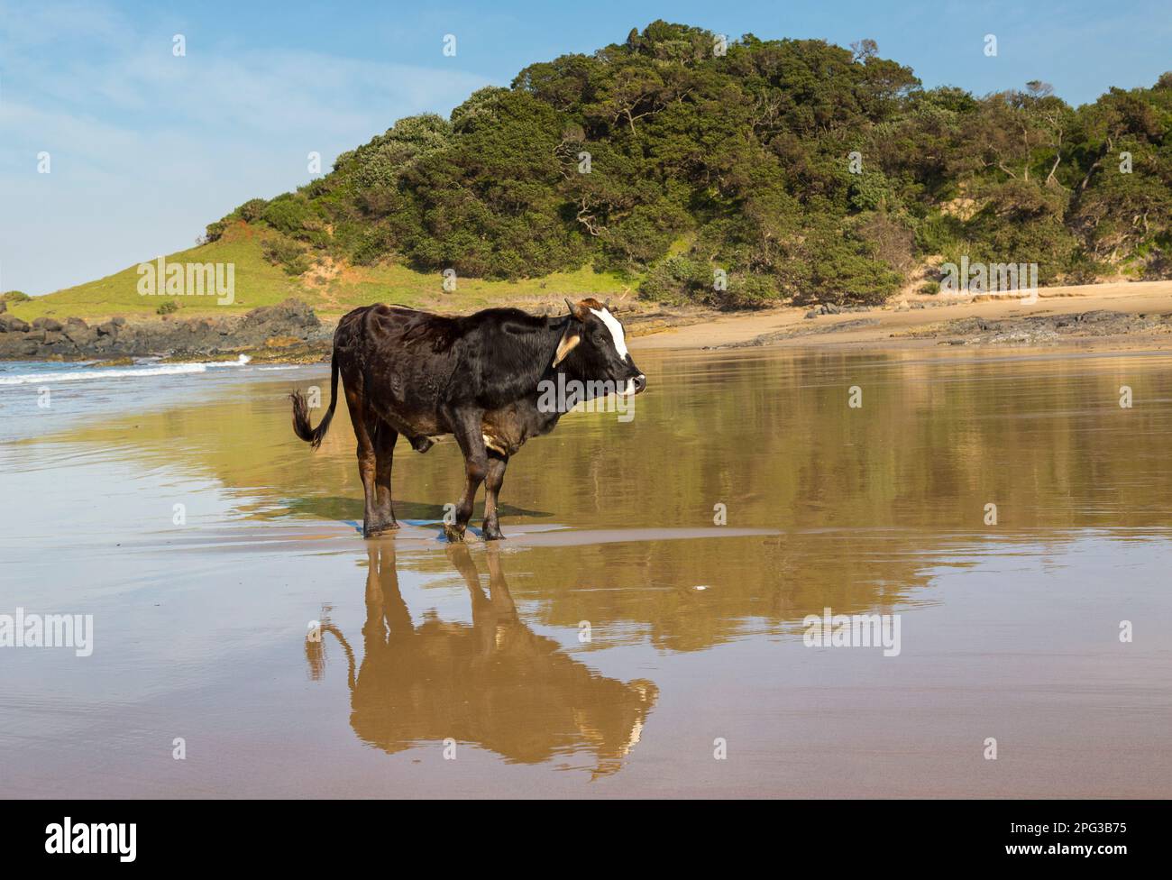 Black bull with a white forehead standing on a Transkei beach near Kob ...